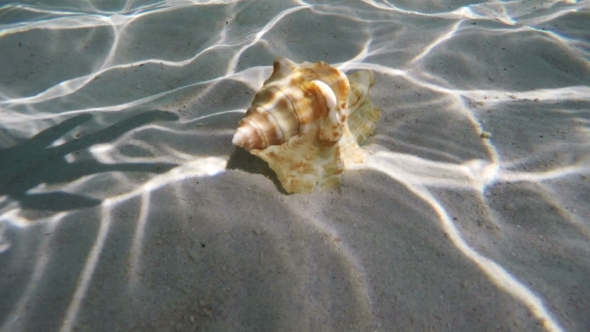 Seashell Under Water, Stock Footage | VideoHive