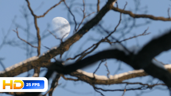 Snow Covered Tree and the Moon, Stock Footage | VideoHive