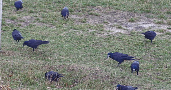 Flock Of Ravens Searching Food, Stock Footage | VideoHive
