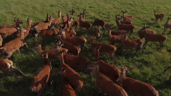 aerial deer herd low fly over 4k, Stock Footage | VideoHive