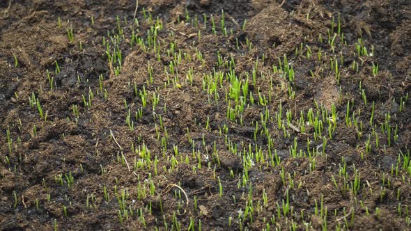 Young Grass Sprouts Grow From the Ground, Stock Footage | VideoHive