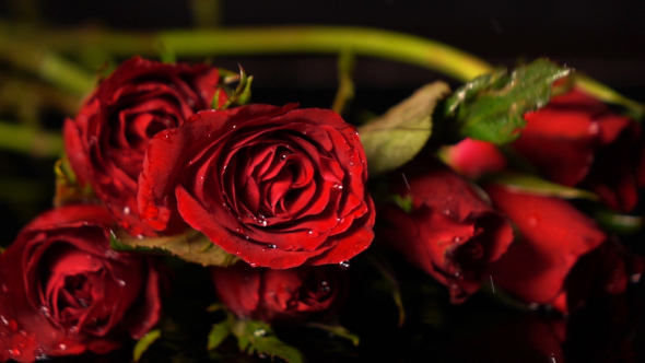 Roses Falling, Stock Footage | VideoHive