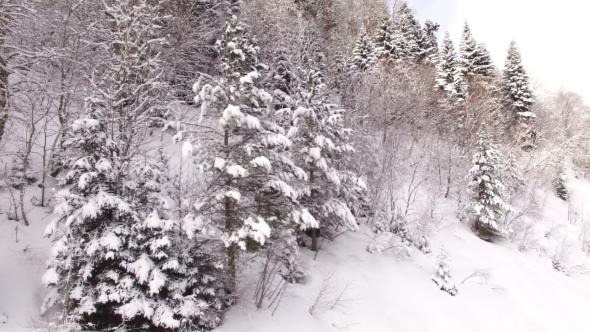 Aerial View Flight Above Snow Winter Forest, Stock Footage | VideoHive