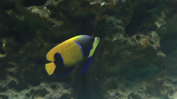 Blue Girdled Angelfish, Pomacanthus Navarchus, Stock Footage | VideoHive