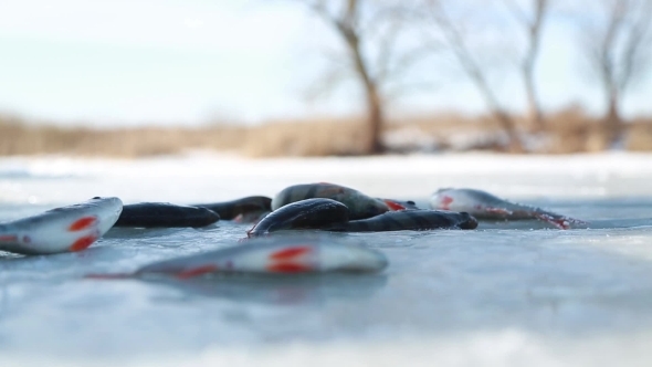 Alot Of Fish On Ice, Stock Footage | VideoHive