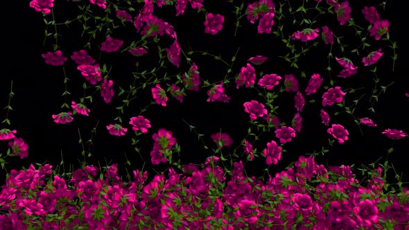 Pink Roses Overlay Transition, Motion Graphics | VideoHive