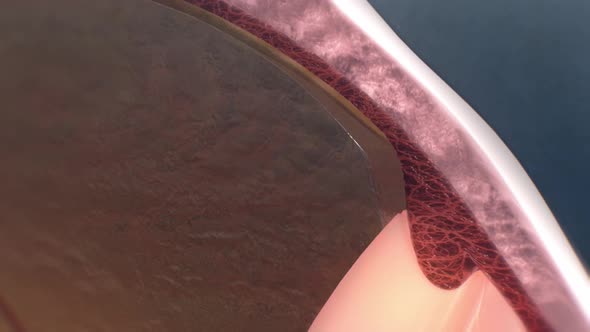 The anatomy and internal structure of the eye, Motion Graphics | VideoHive