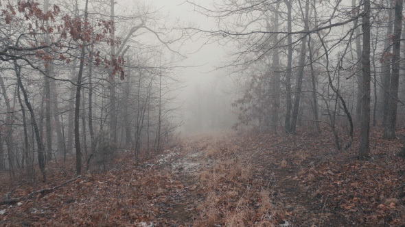 Scary and Cold Forest Trail, Stock Footage | VideoHive