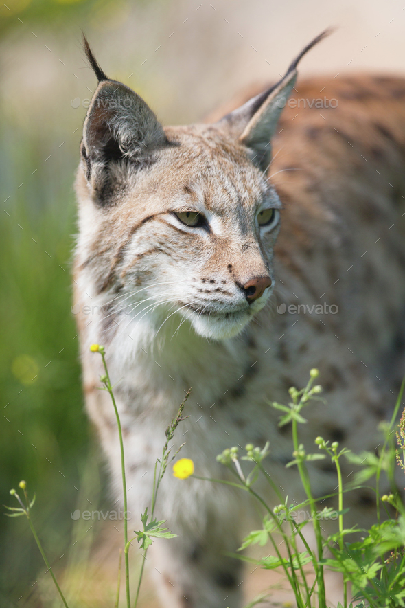 Lynx standing in the grass Stock Photo by kjekol | PhotoDune