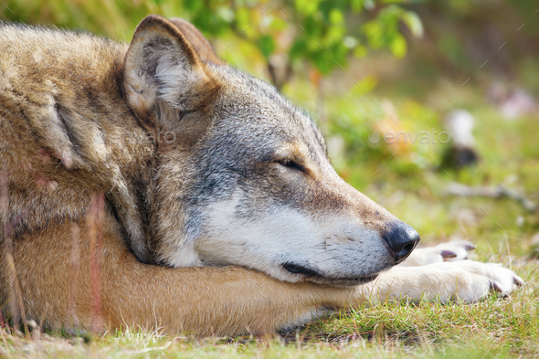 Close up of sleepy wolf who rests in the forest Stock Photo by kjekol
