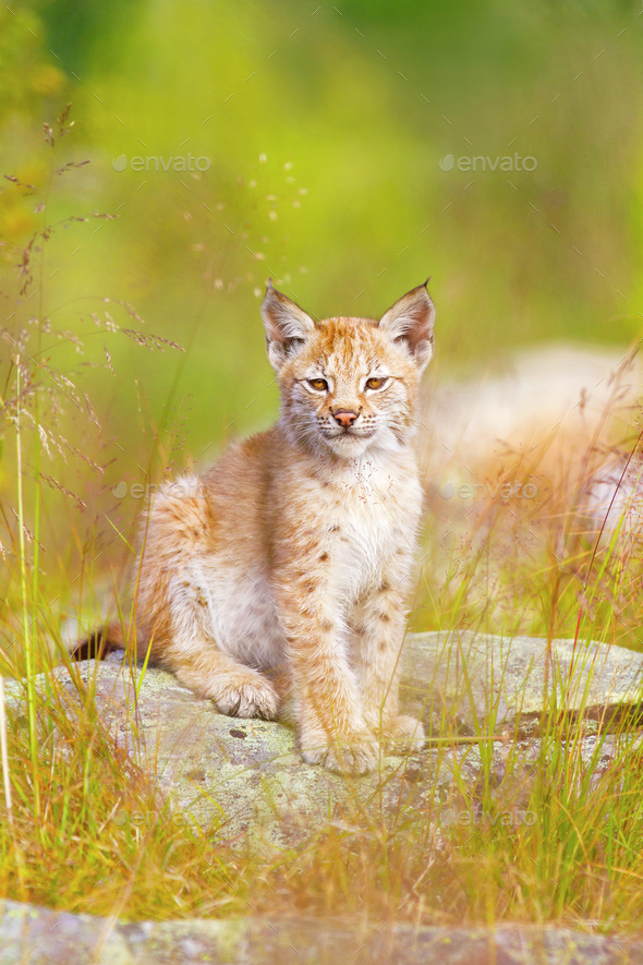 Cute lynx cub sits in grass Stock Photo by kjekol | PhotoDune