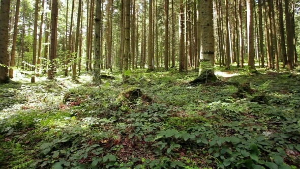 Wild Forest, Stock Footage | VideoHive