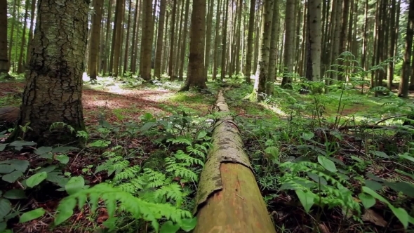Log In Wild Forest, Stock Footage | VideoHive
