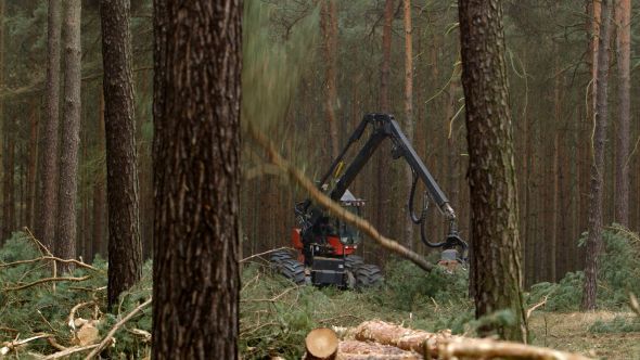 Harvester Felling Machine Lumber a Pine Tree, Stock Footage | VideoHive