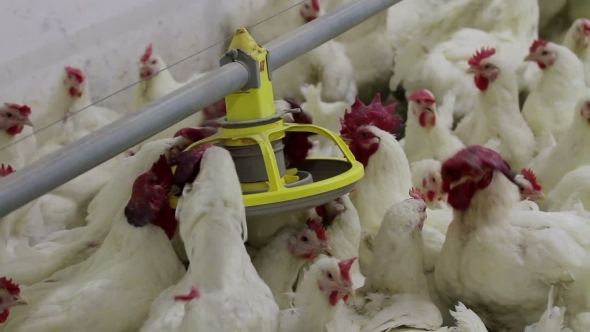 Chicken Farm Poultry Production, Stock Footage | VideoHive