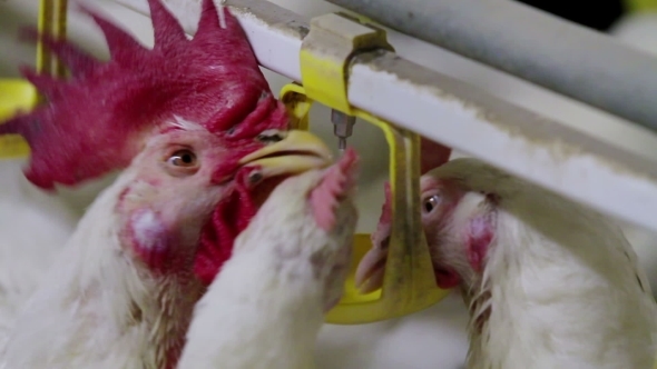 Chicken Farm Poultry Production, Stock Footage | VideoHive