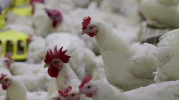 Chicken Farm Poultry Production, Stock Footage | VideoHive