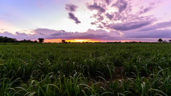 Day to night time lapse of sugarcane field in sunset time, Stock Footage