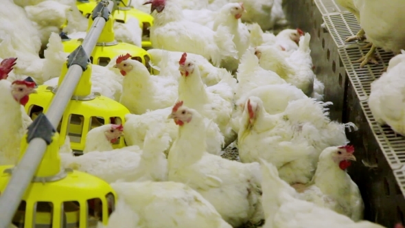 Chicken Farm Poultry Production, Stock Footage | VideoHive