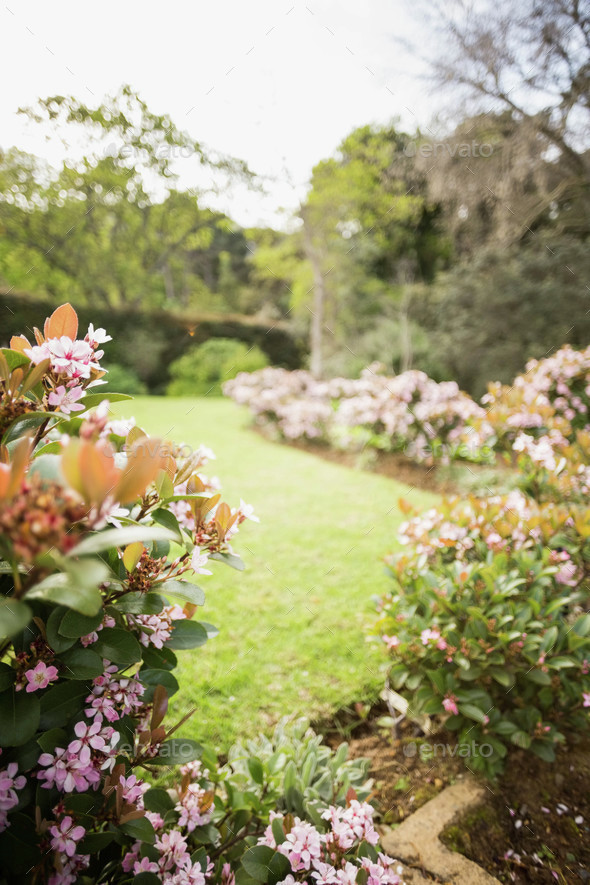 View of flowers in the garden Stock Photo by Wavebreakmedia | PhotoDune