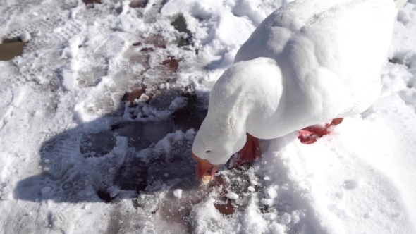 White Goose Eating On a Snow Lake, Stock Footage | VideoHive