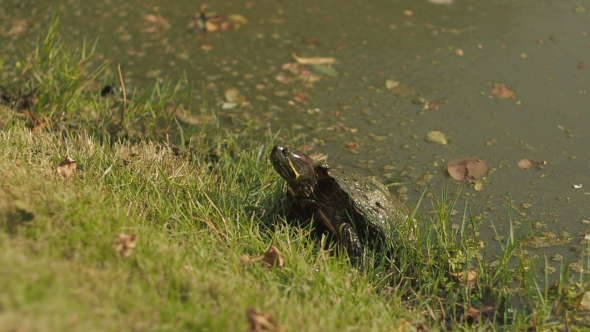 Turtle In River, Stock Footage | VideoHive