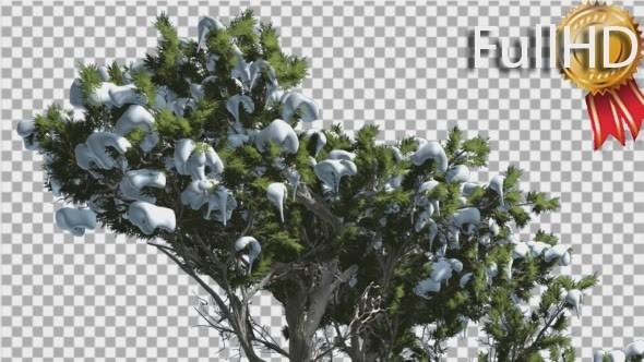 Monterey Cypress Snow on a Top of Tree Coniferous, Motion Graphics