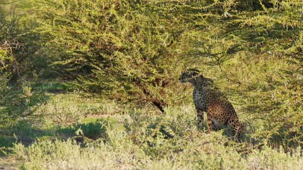 Cheetah hides behind a bush in African wild., Stock Footage | VideoHive