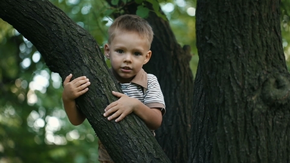 Happy Boy Climbed On a Tree, Stock Footage | VideoHive