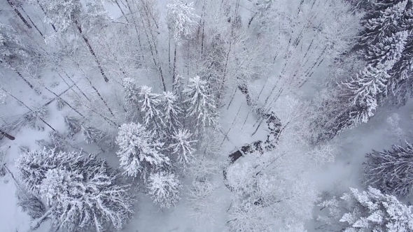 Flight Over Winter Snow Trees, Stock Footage | VideoHive