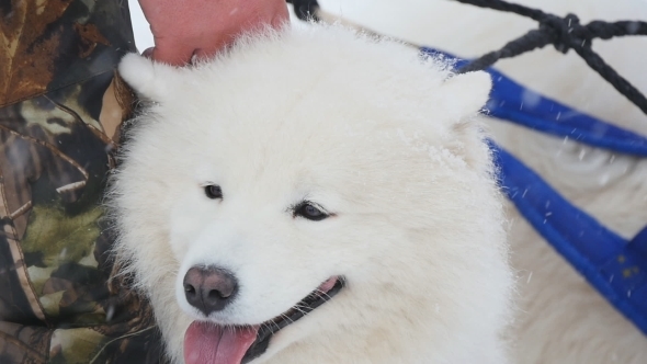 Samoyed In The Winter, Stock Footage | VideoHive