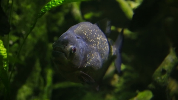 Piranha Swimming In An Aquarium, Stock Footage | VideoHive