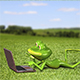 Frog with a laptop on the grass, Graphics | GraphicRiver