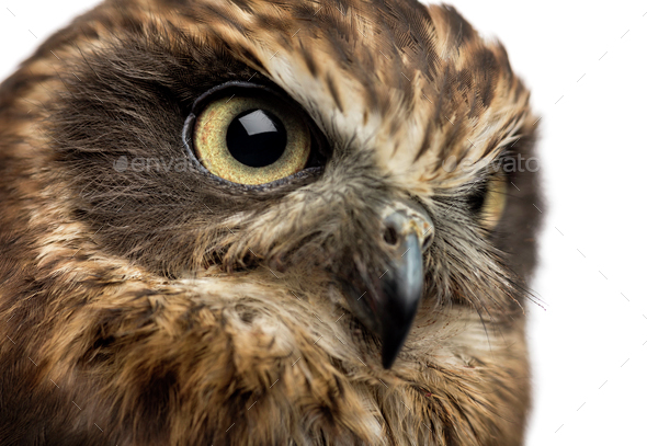 Close-up of a Southern boobook (Ninox boobook) in front of a white ...