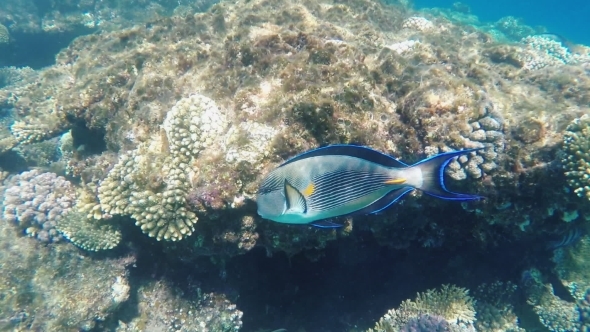 Exotic Fish In Coral Reef, Stock Footage | VideoHive