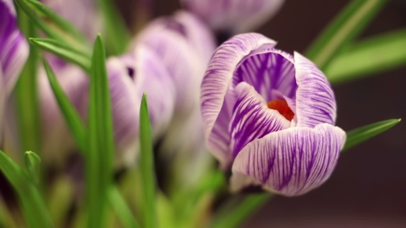 Flower, Stock Footage | VideoHive