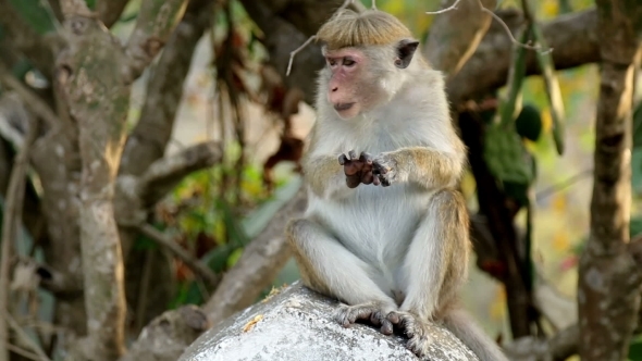 One Monkey In Sri-Lanka, Stock Footage | VideoHive