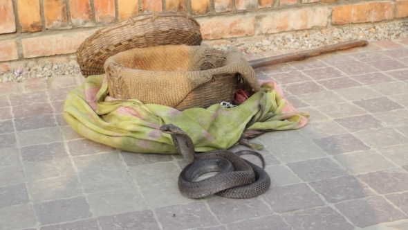 Trained Cobra Near The Basket, Stock Footage | VideoHive