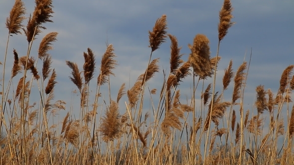 Reed Tips Moving In Wind During Spring With a Blue Sky, Stock Footage