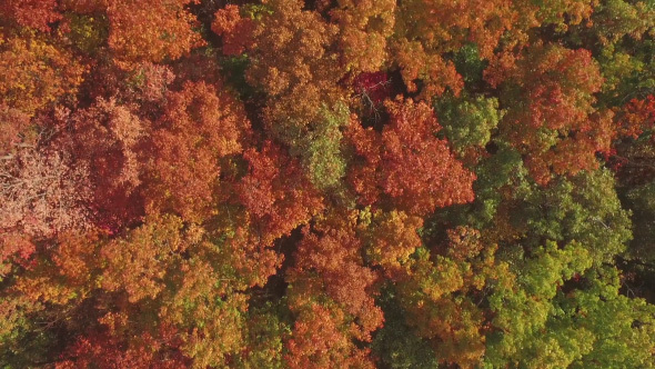 Aerial Above Autumn Fall Tree Tops, Stock Footage | VideoHive