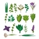 Cooking Herbs Collection by Top_Vectors | GraphicRiver