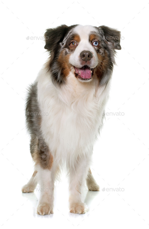 brown australian shepherd Stock Photo by cynoclub | PhotoDune