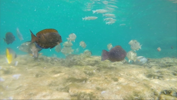 Many Exotic Fish Eat Bread, Stock Footage | VideoHive