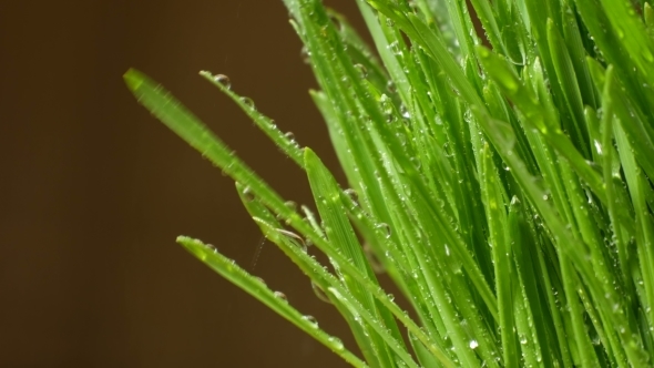 Grass With Splashes Of Water, Stock Footage | VideoHive
