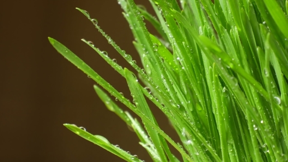 Grass With Splashes Of Water, Stock Footage | VideoHive