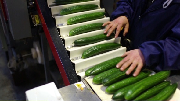 Packaging Cucumbers at Factory. 3 Clips, Stock Footage | VideoHive