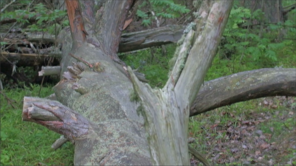 The Big Trunk of the Tree Lying on the Ground, Stock Footage | VideoHive