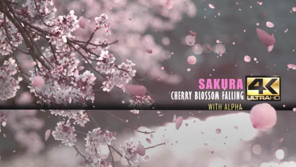 Cherry Blossom Falling : Sakura, Motion Graphics | VideoHive