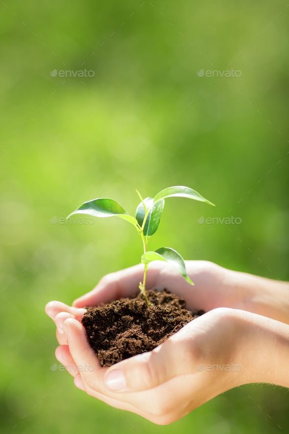 Child holding young plant in hands Stock Photo by Sunny_studio | PhotoDune