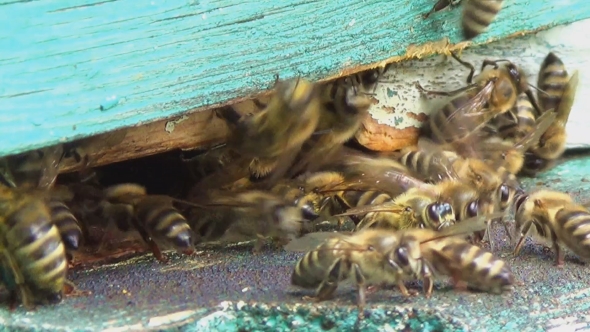 Honey Bees Swarming And Flying Around Their Beehive, Stock Footage